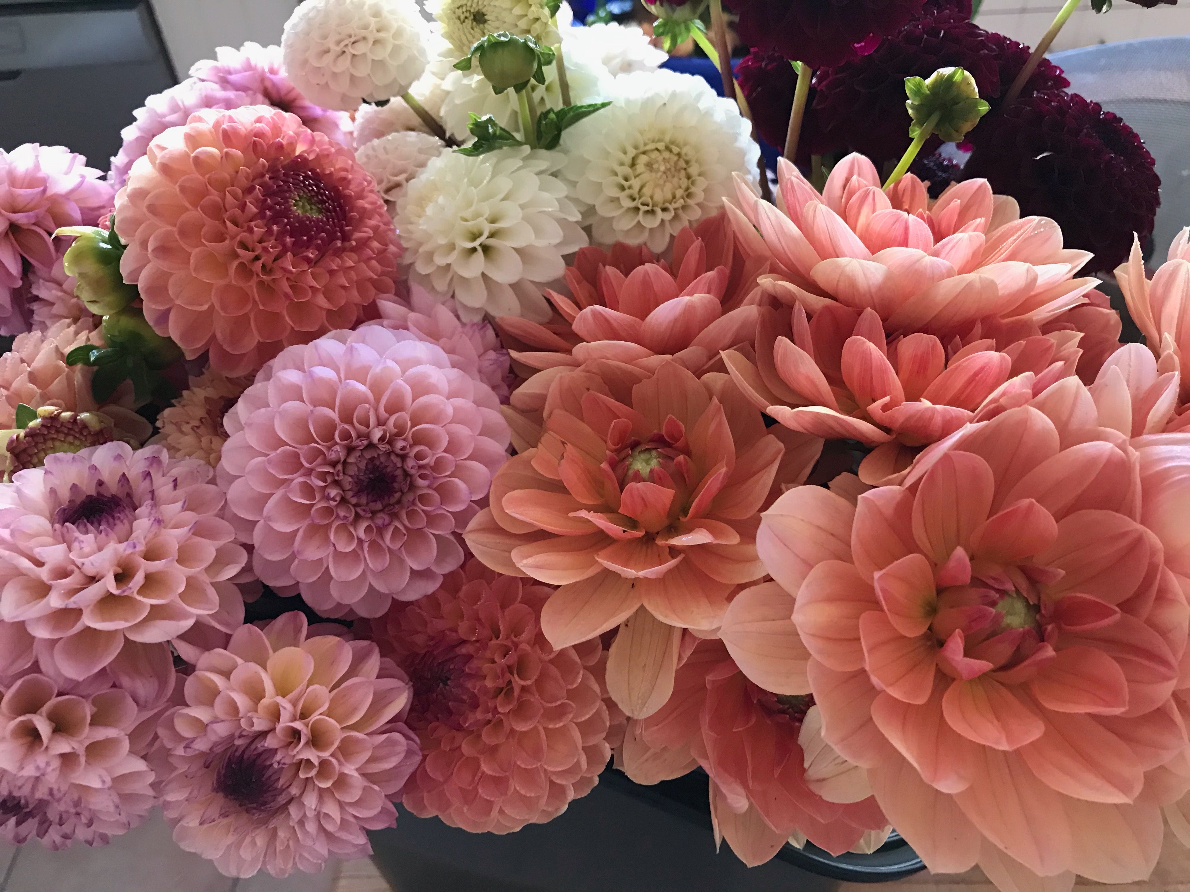 Autumn Update – Petal Plants