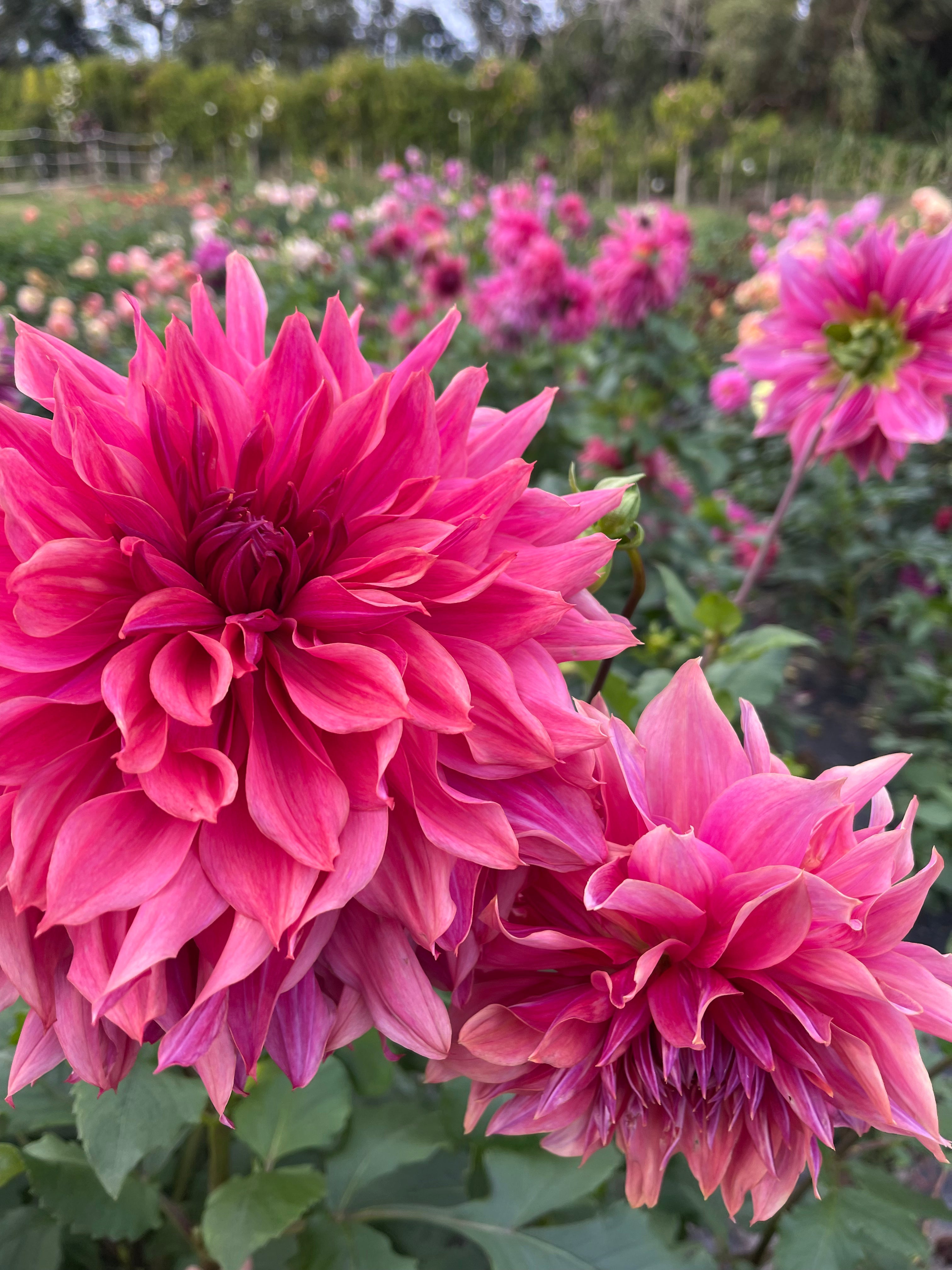 Last Premium Mini Clumps of Tubers 2025 – Petal Plants