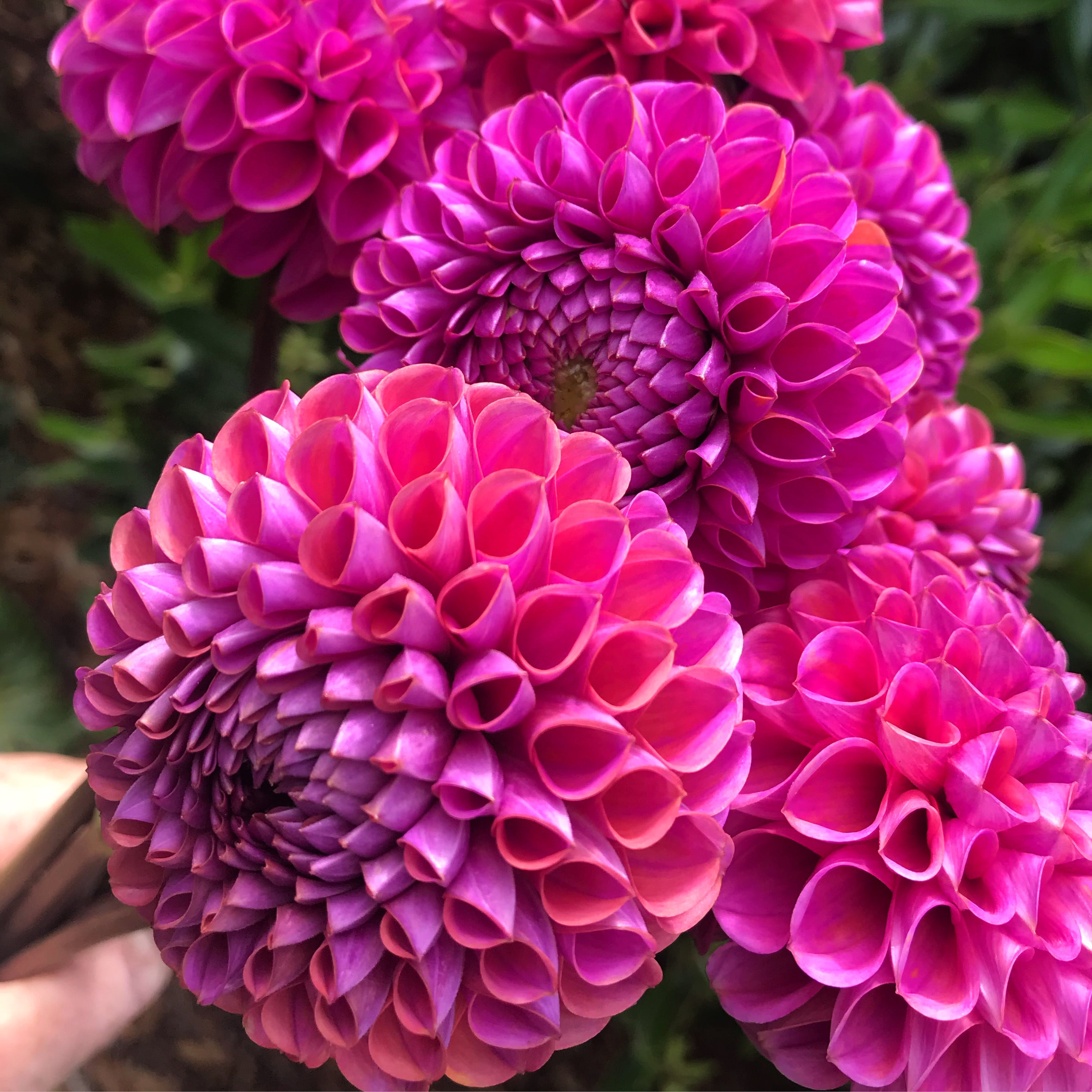 Ball flowered – Page 2 – Petal Plants