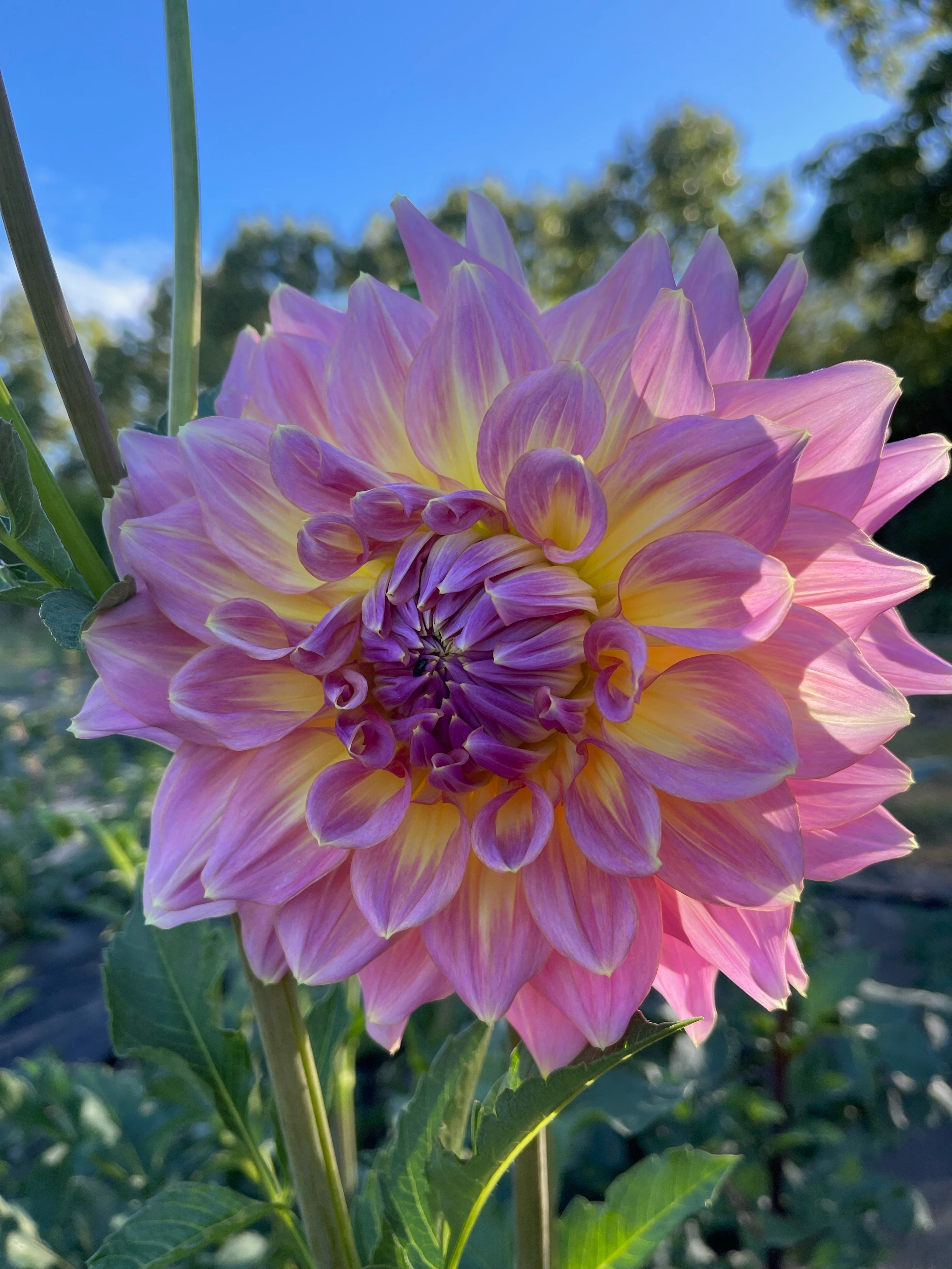 Large Decorative Flowered – Petal Plants