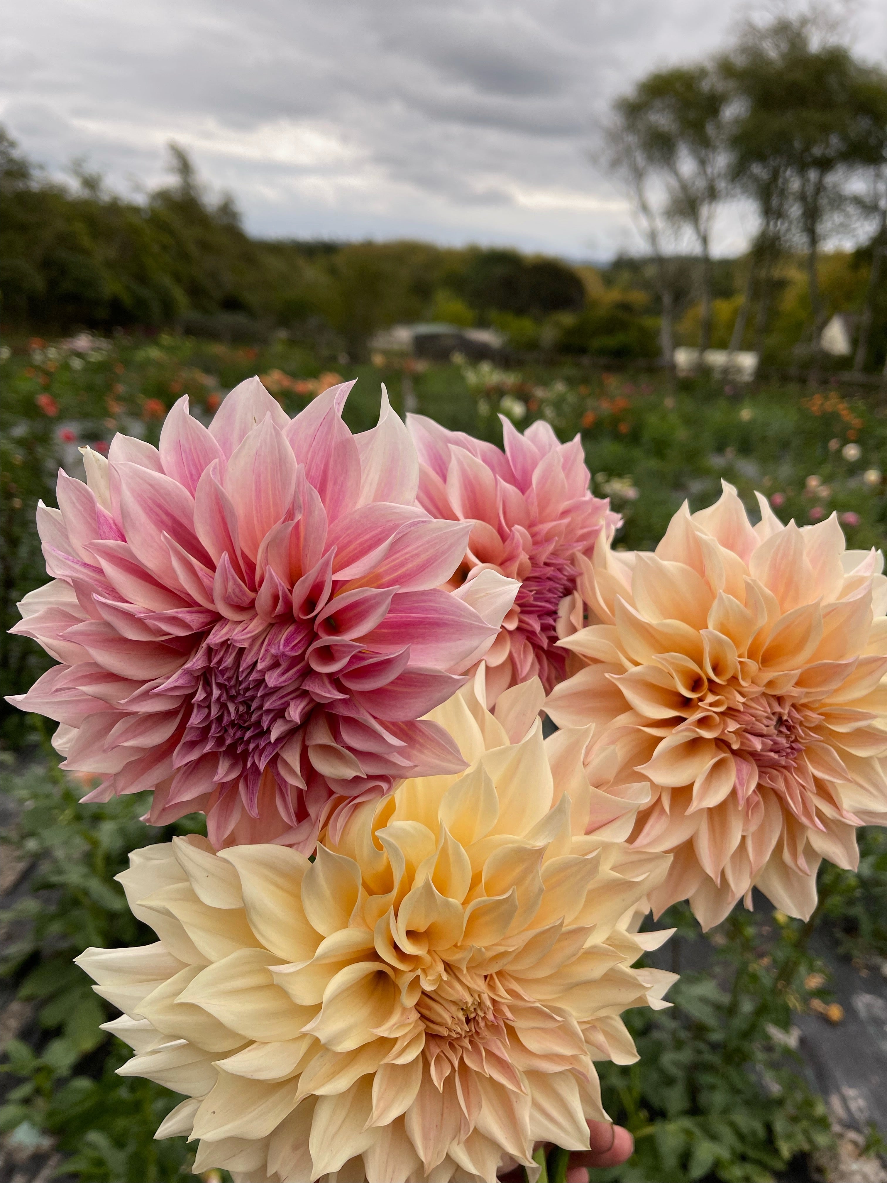 Giant Decorative Flowered – Petal Plants