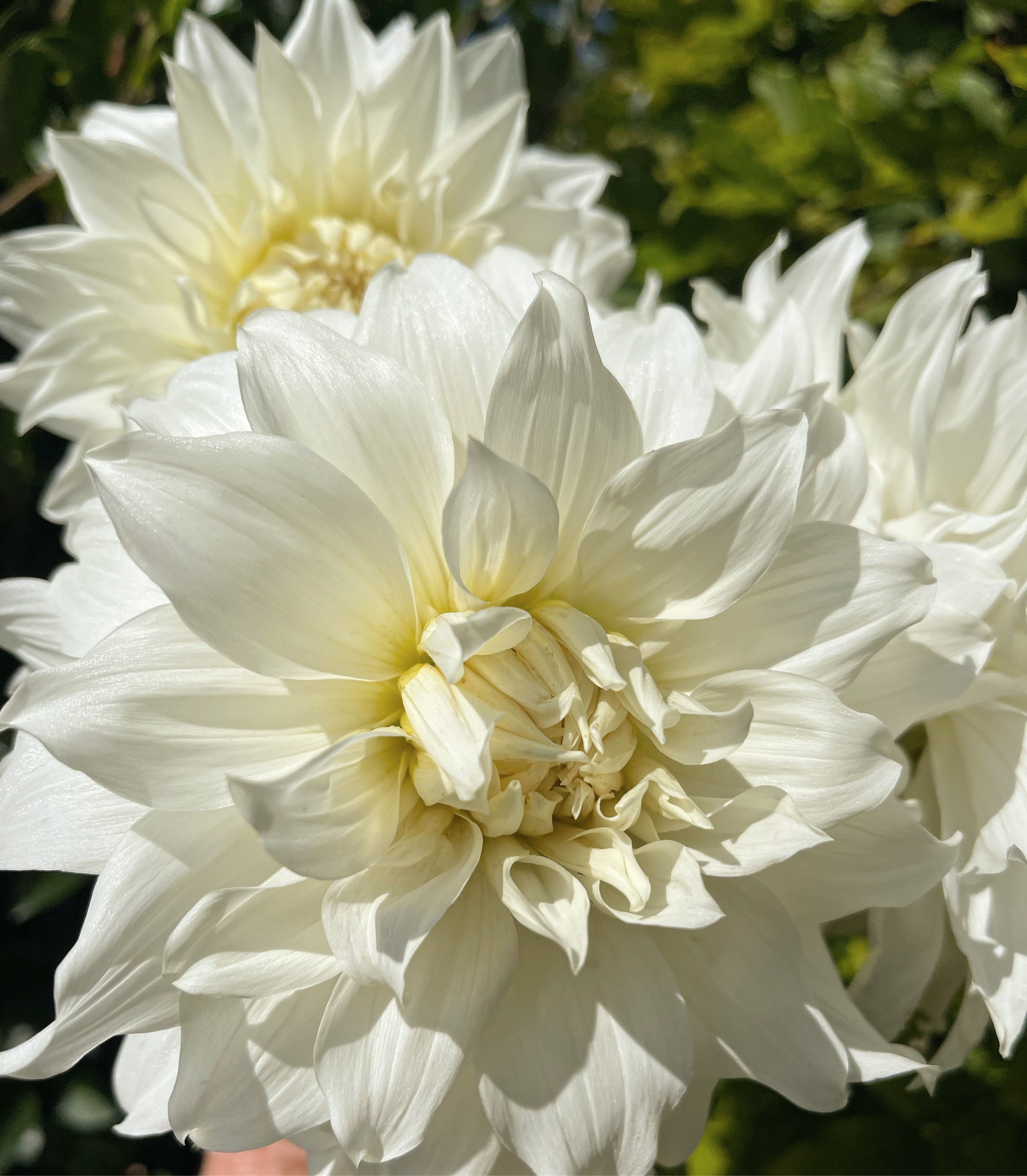 Decorative Medium-flowered – Petal Plants