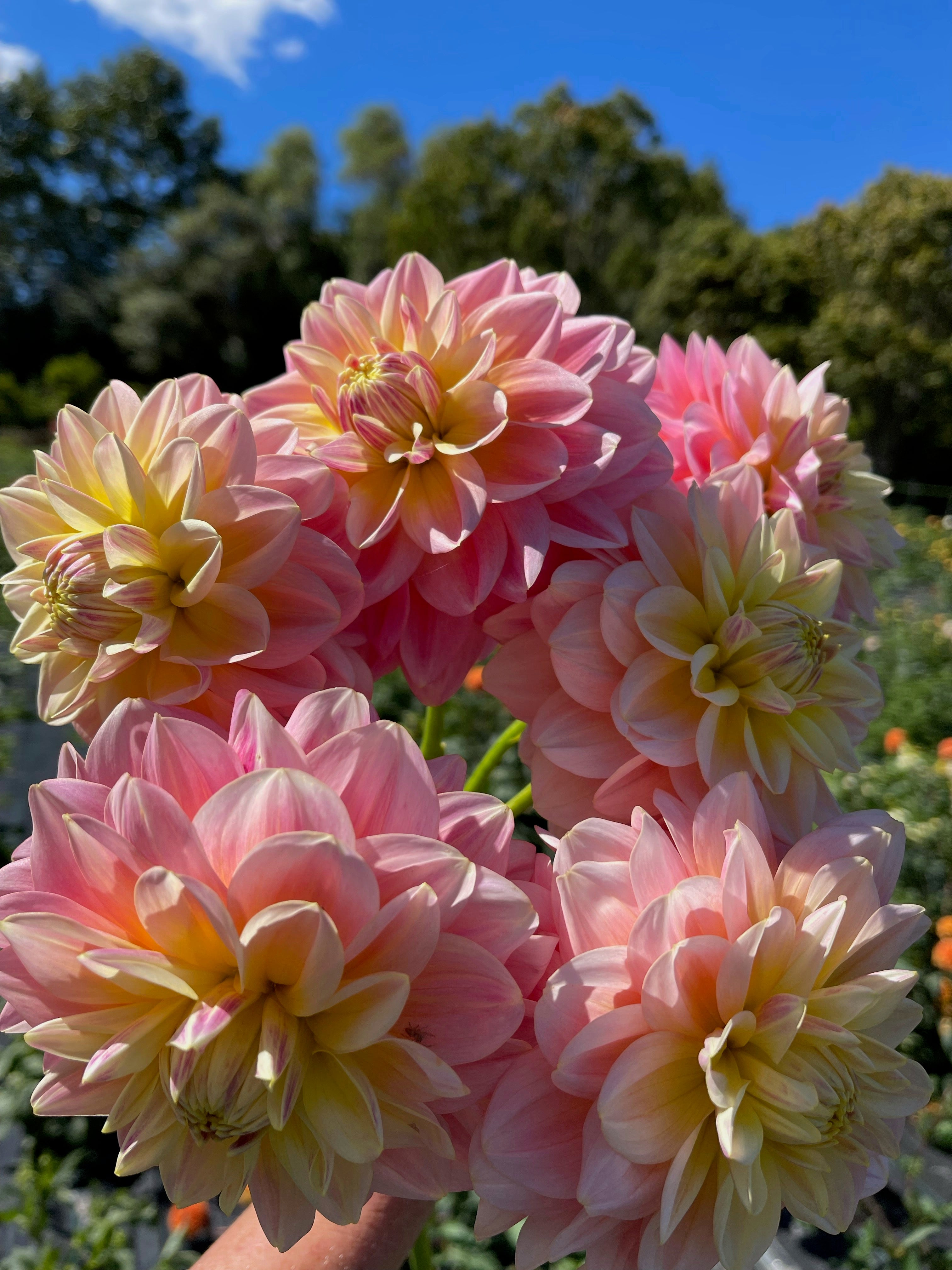 Decorative Small-flowered – Petal Plants