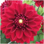 Dahlia 'Red Runner' – Petal Plants