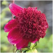 Dahlia 'Rockstar' – Petal Plants