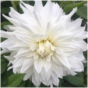 Dahlia 'Snowbound' – Petal Plants