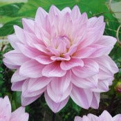 Dahlia 'Pink Magic' – Petal Plants